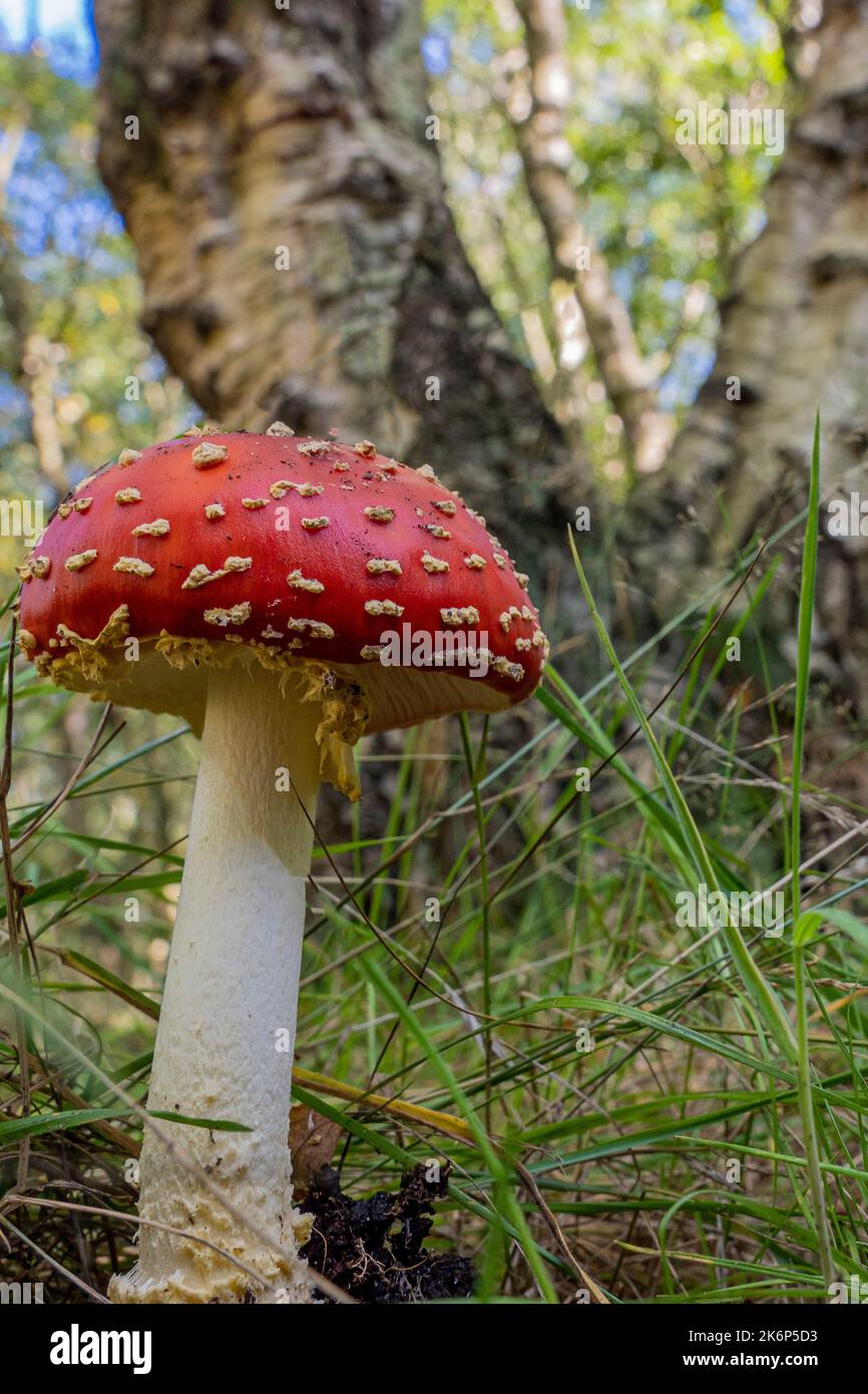 fly agaric, Amanita muscaria, fruiting mushroom next to a birch tree in ...