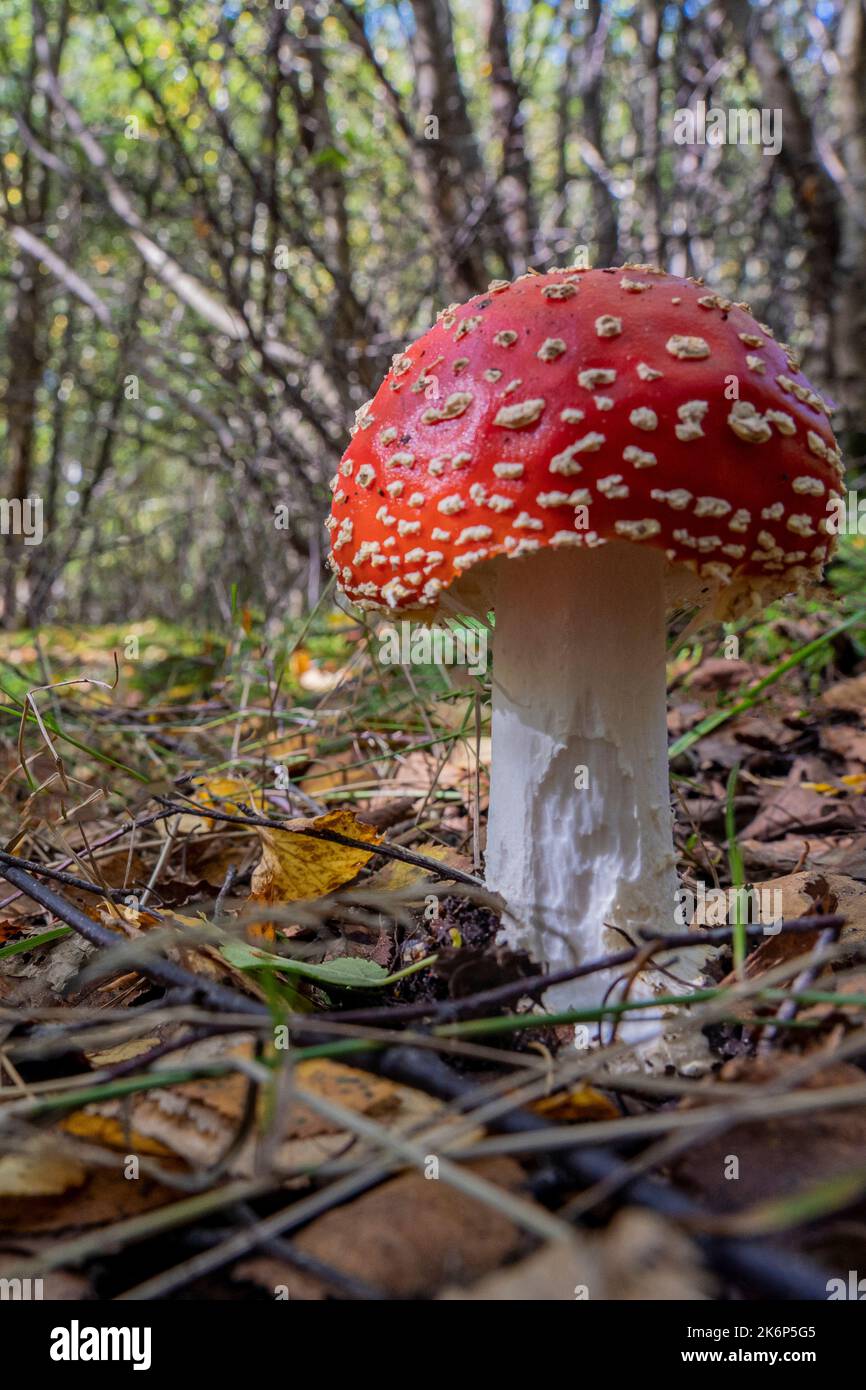 fly agaric, Amanita muscaria, fruiting mushroom next to a birch tree in ...