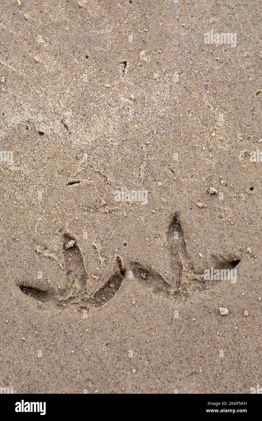 bird tracks in sand on a beach at saltburn, north yorkshire, UK Stock ...