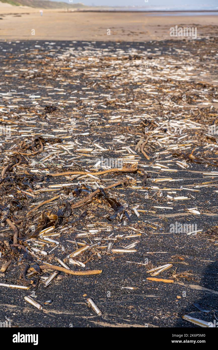 mass death of razor shells, Ensis magnus, washed up on a beach at ...