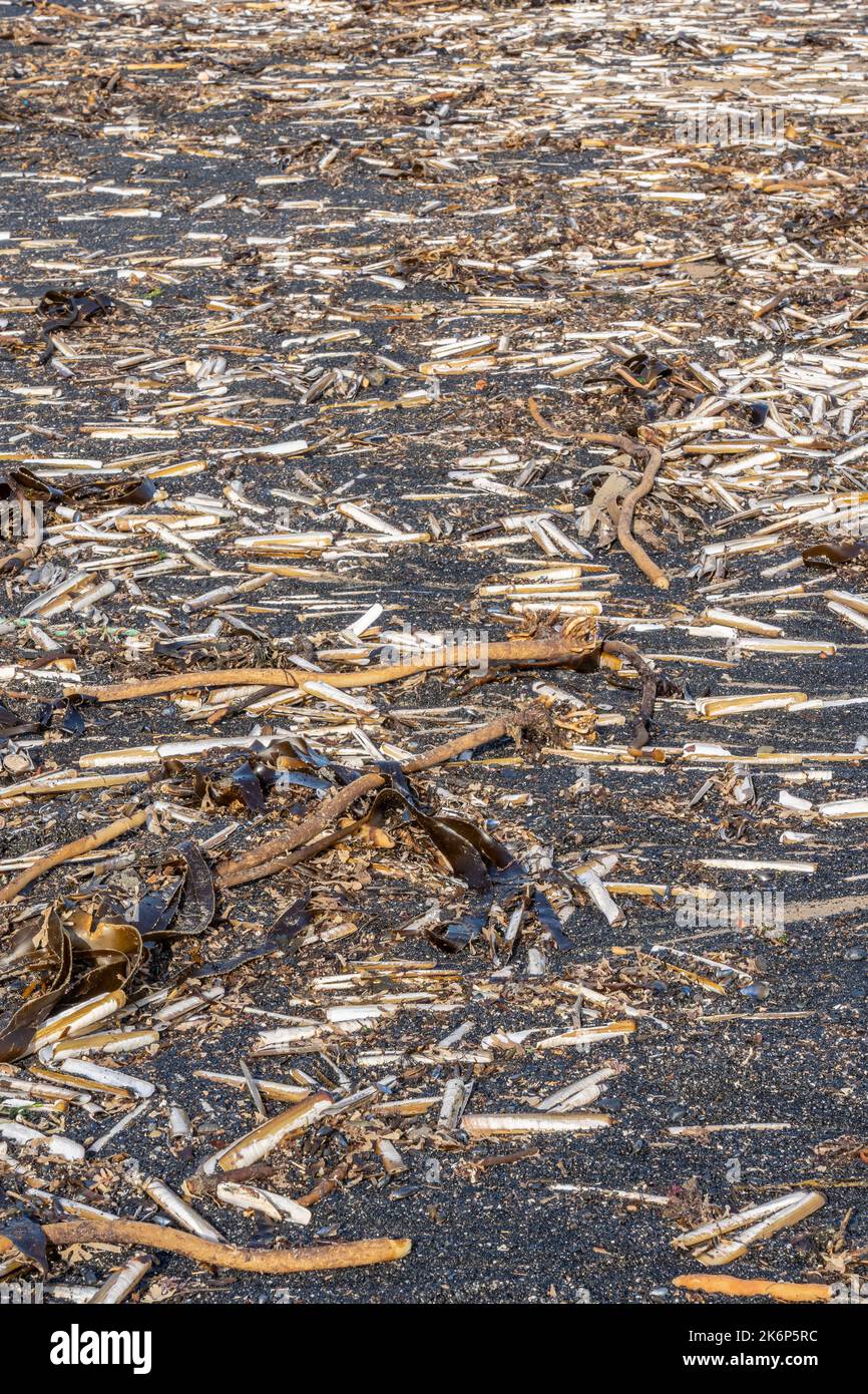mass death of razor shells, Ensis magnus, washed up on a beach at ...