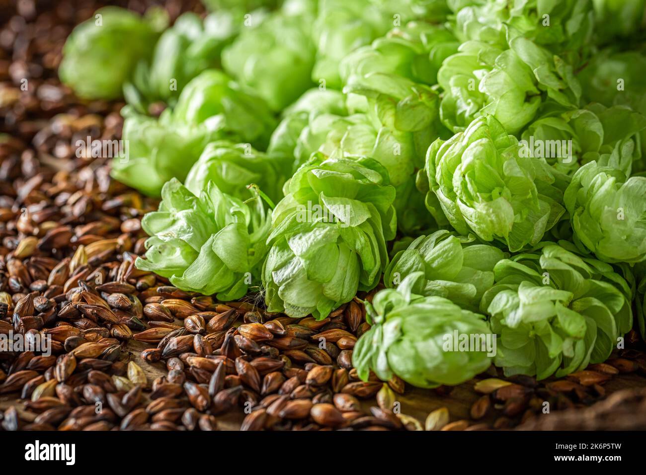 Closeup of hop and malt as ingredients for beer. Fresh ingredients for ...