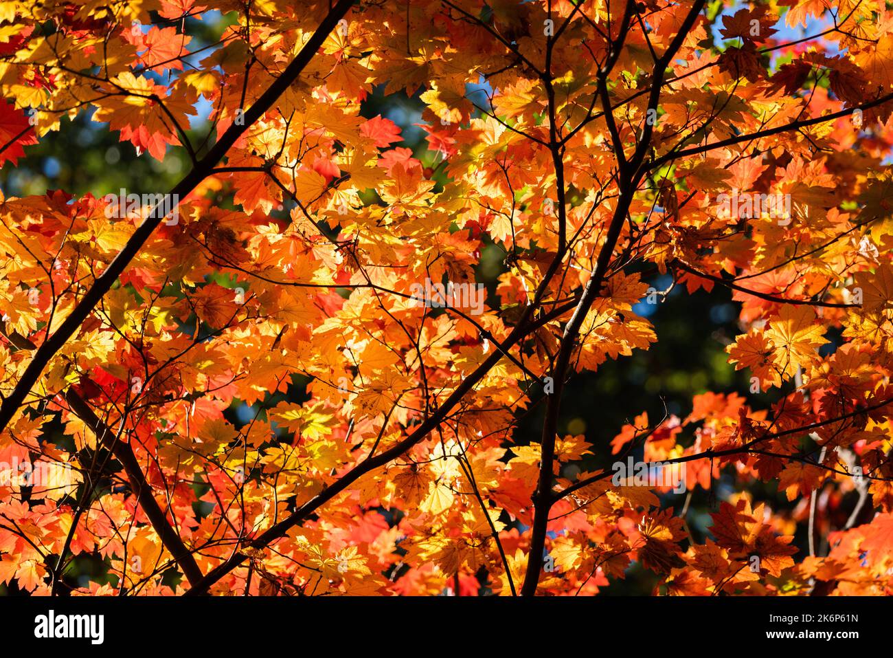 15 October 2022: Maple leaves backlit in the morning sunshine Stock ...