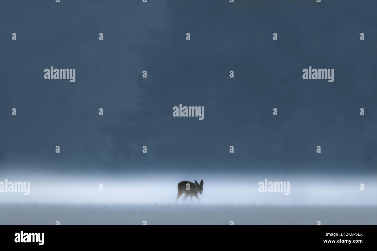 A young deer in dense fog, horizontal Stock Photo - Alamy