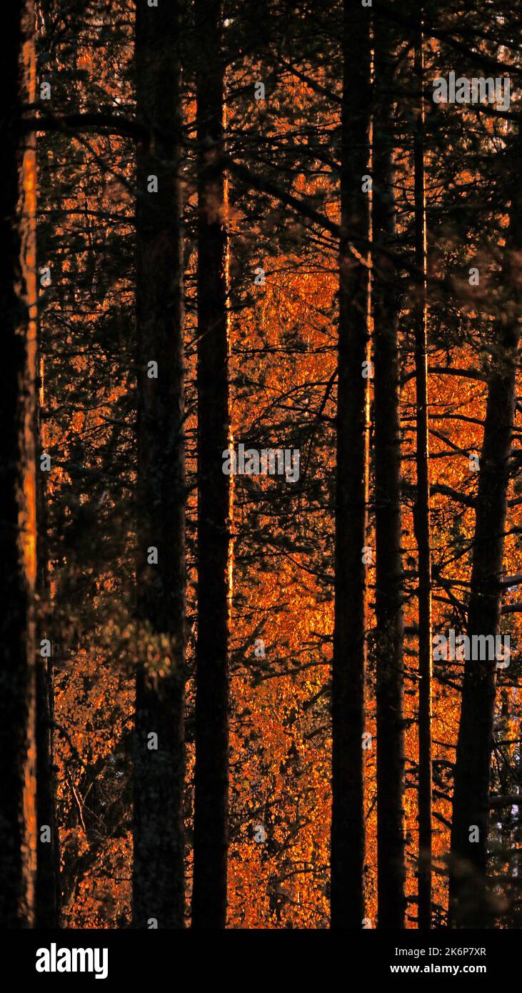 Birch (Betula) in autumn colours. Vehmersalmi, Kuopio, Finland, 2022-10 ...