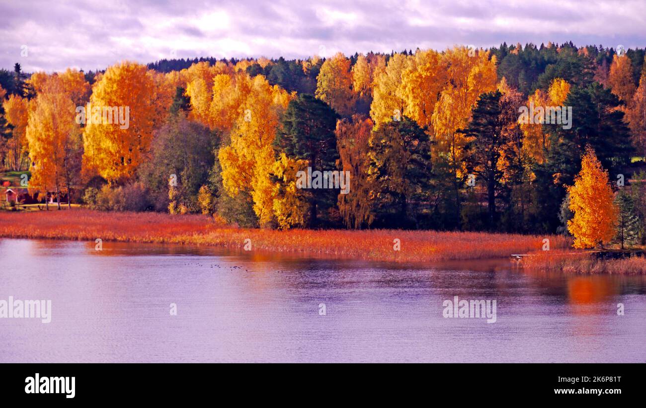 Birches (Betula) in autumn colours. Soisalo island, Vehmersalmi, Kuopio ...
