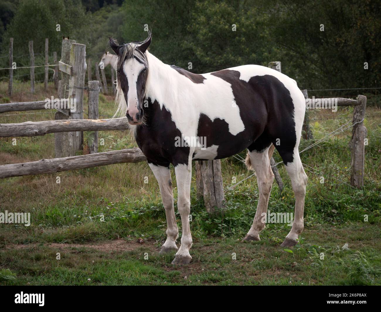 Horse pie hi-res stock photography and images - Alamy