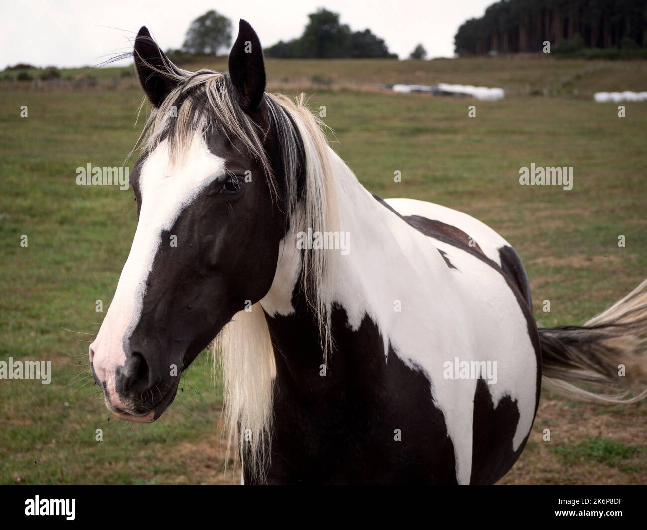 Side view of pieblad black and white mare Stock Photo - Alamy