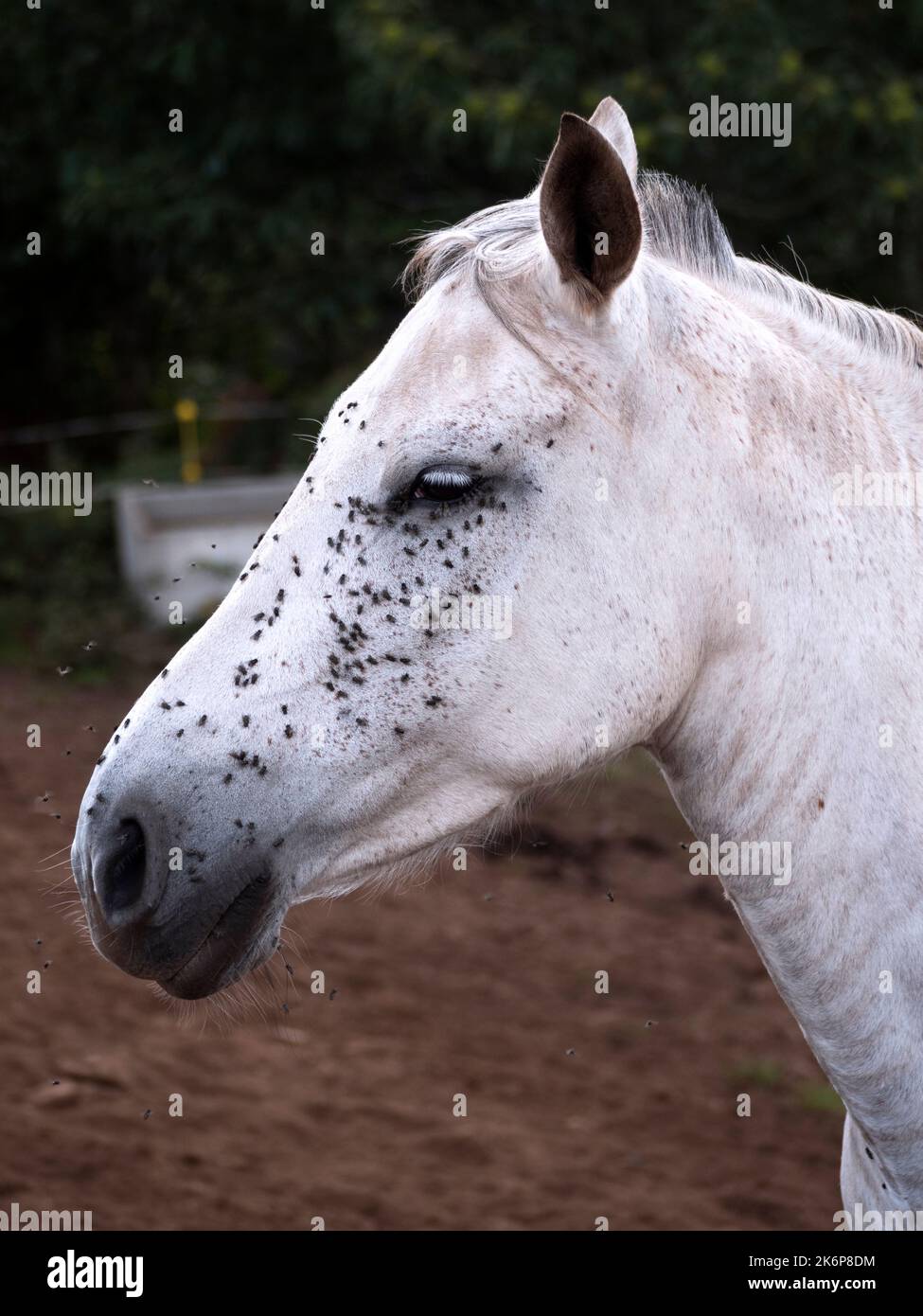 Side view of white andalusian mare with the face full of flies on a hot ...
