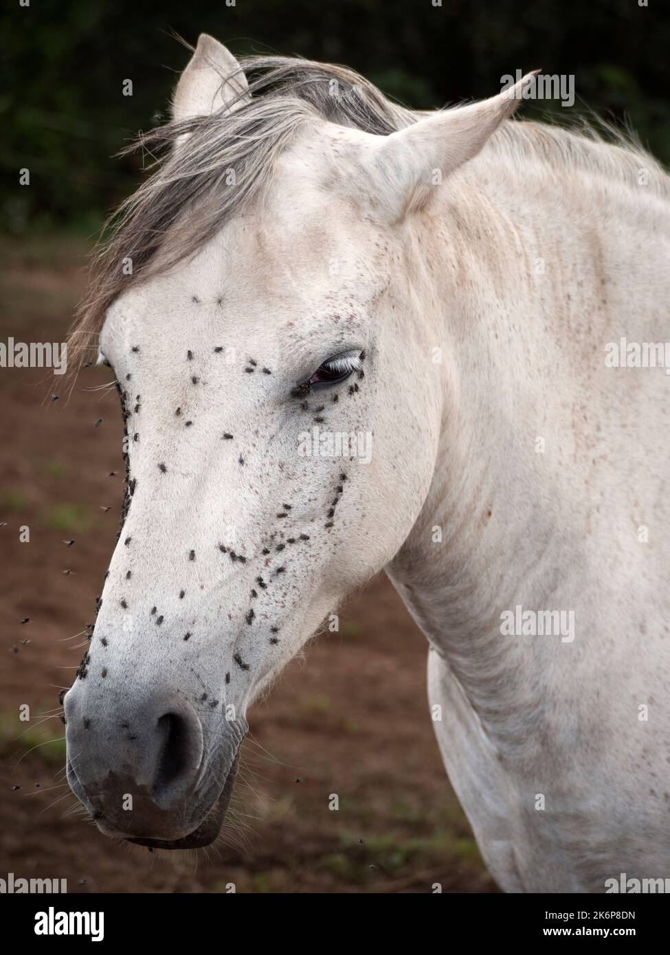 White andalusian mare with the face full of flies on a hot summer day ...