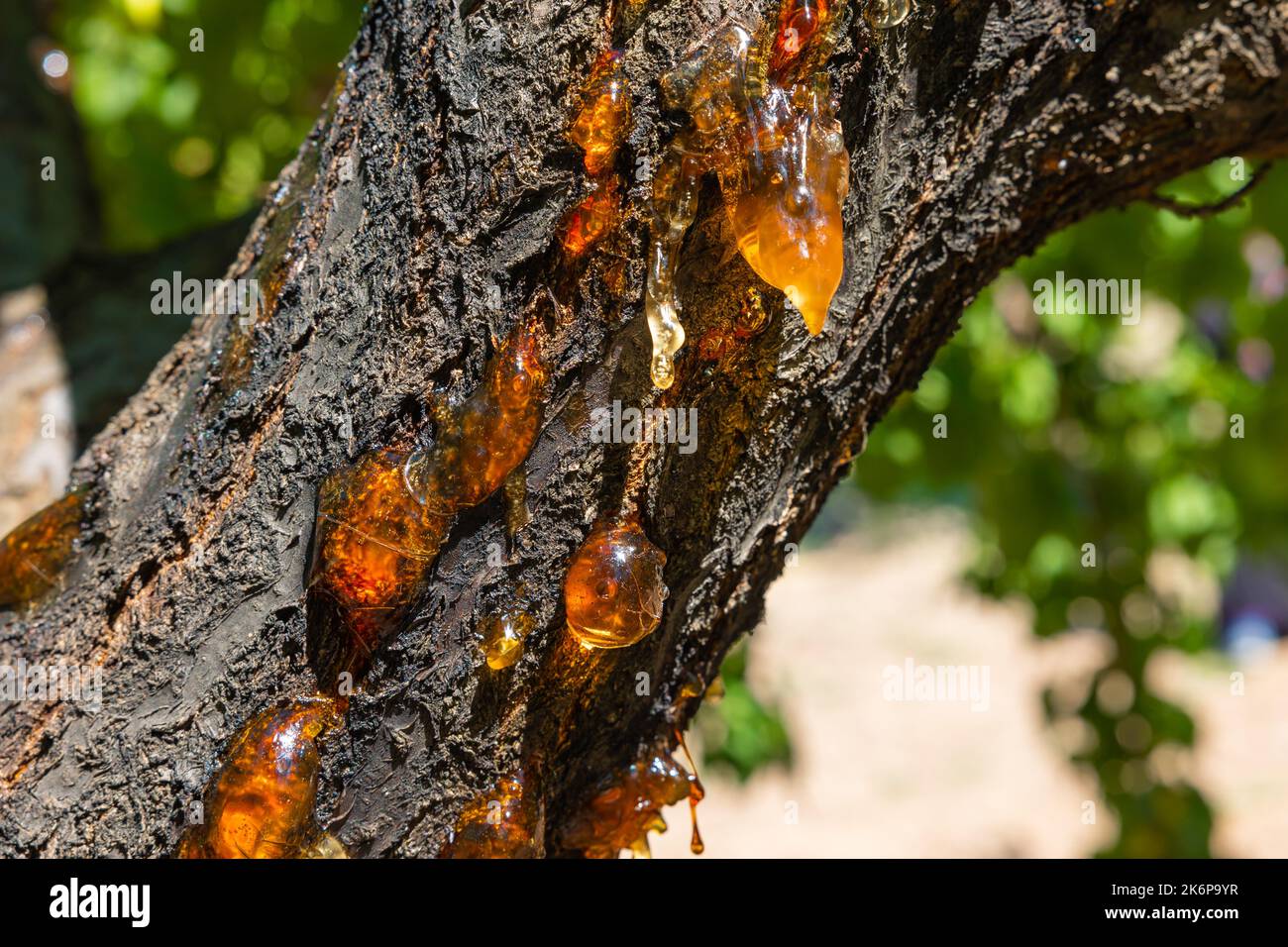 resins on an apricot tree in orchard. protection of the tree from ...