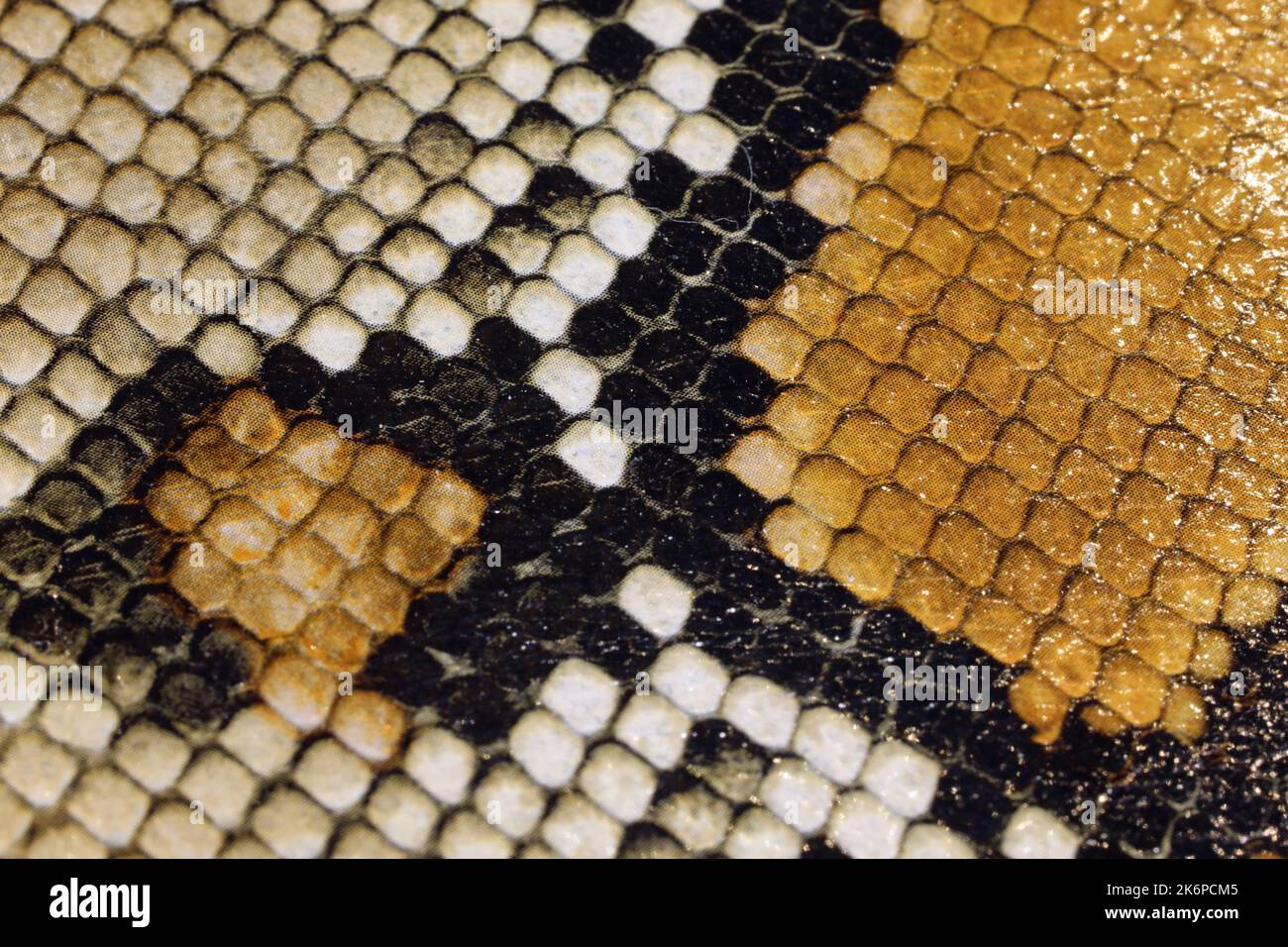 Snakeskin accessories hi-res stock photography and images - Alamy
