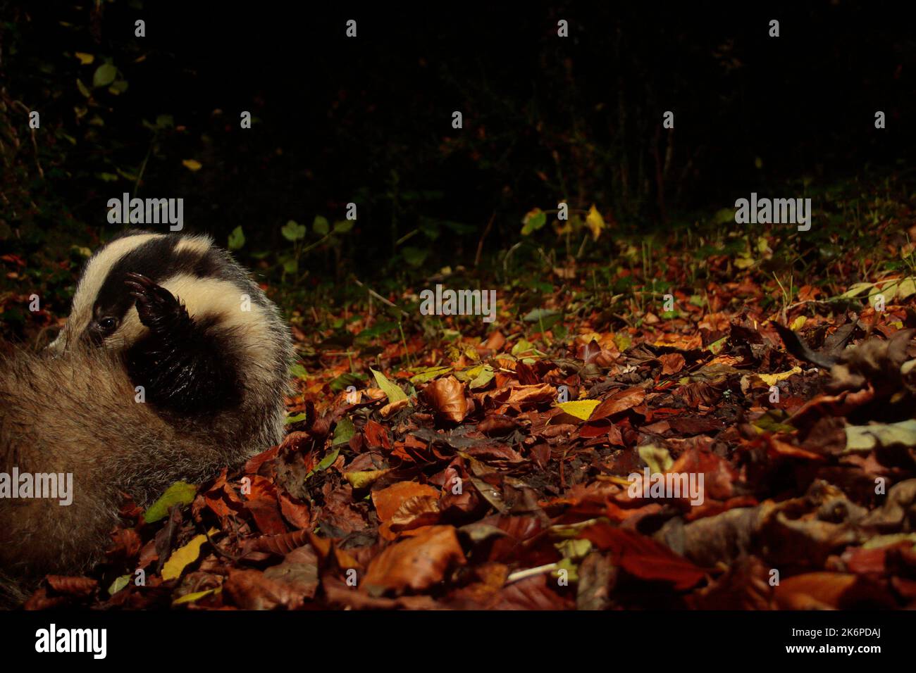 Badger in woodland Stock Photo - Alamy