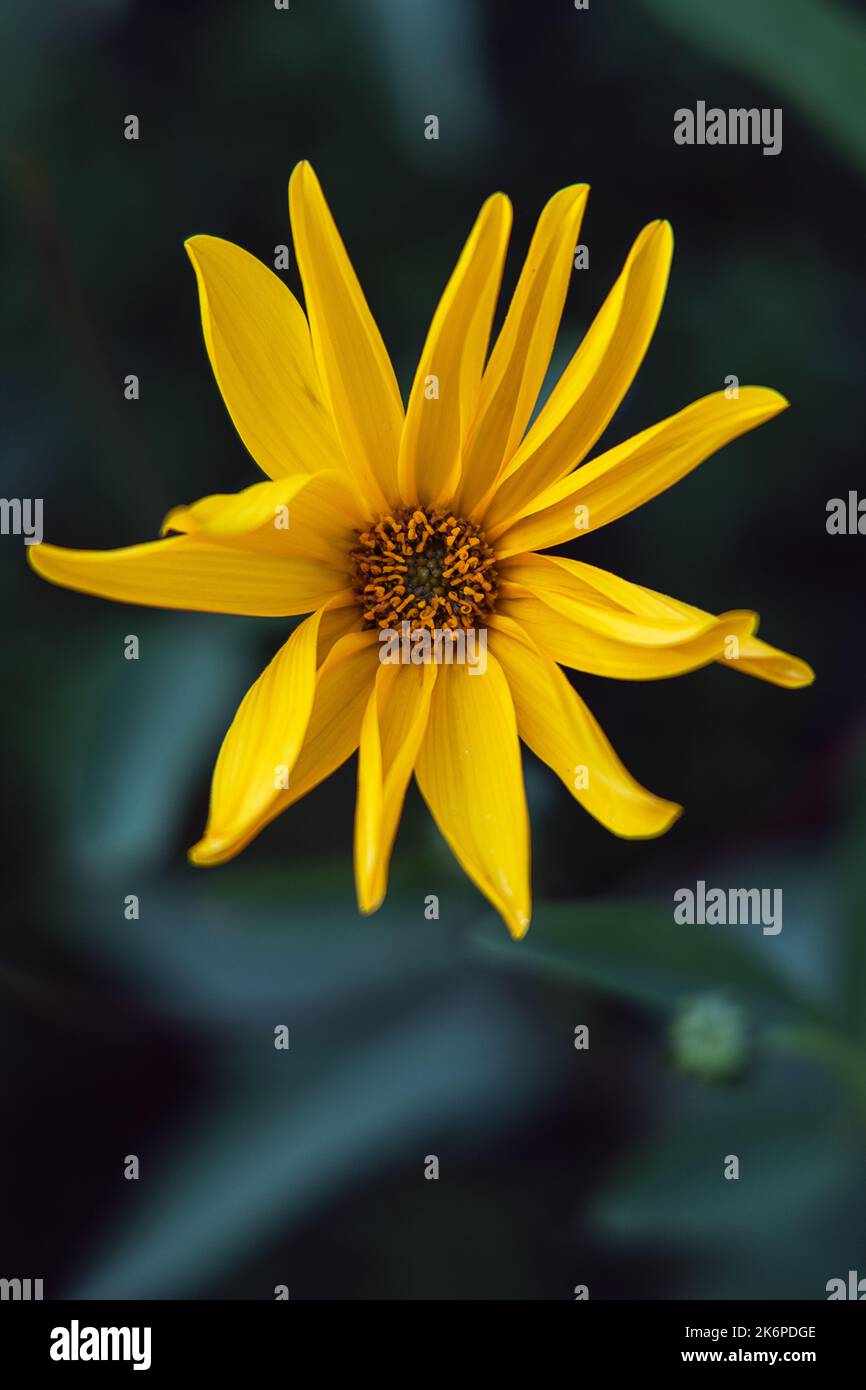 Beautiful yellow wild sunflower (Helianthus tuberosus), also called ...