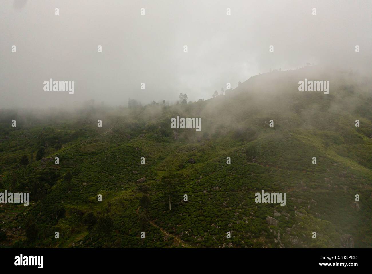 Green tea plantation covered with fog and clouds, Sri Lanka. Tea estate ...