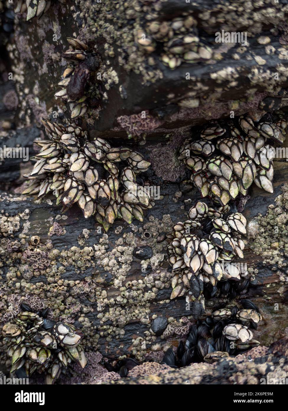 Side view of group of barnacles stuck on a rock seen in low tide Stock ...