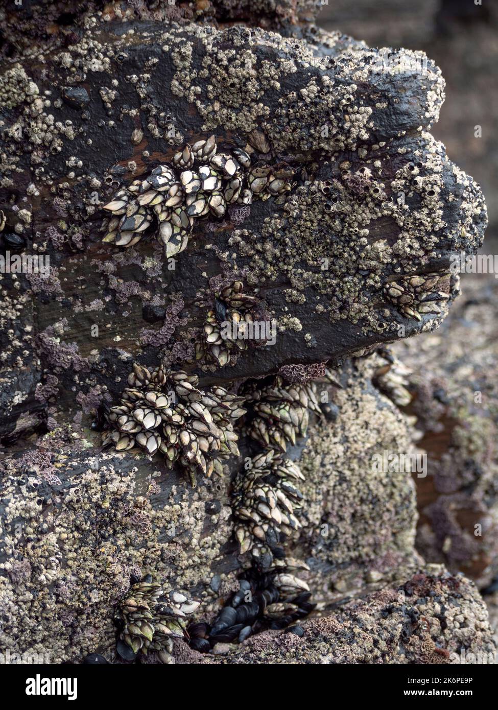 Group of barnacles stuck on a rock seen in low tide Stock Photo - Alamy