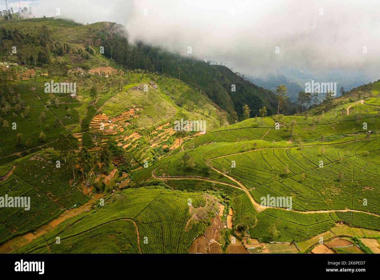 Aerial view of Tea plantation on top of mountain. Tea estate landscape ...