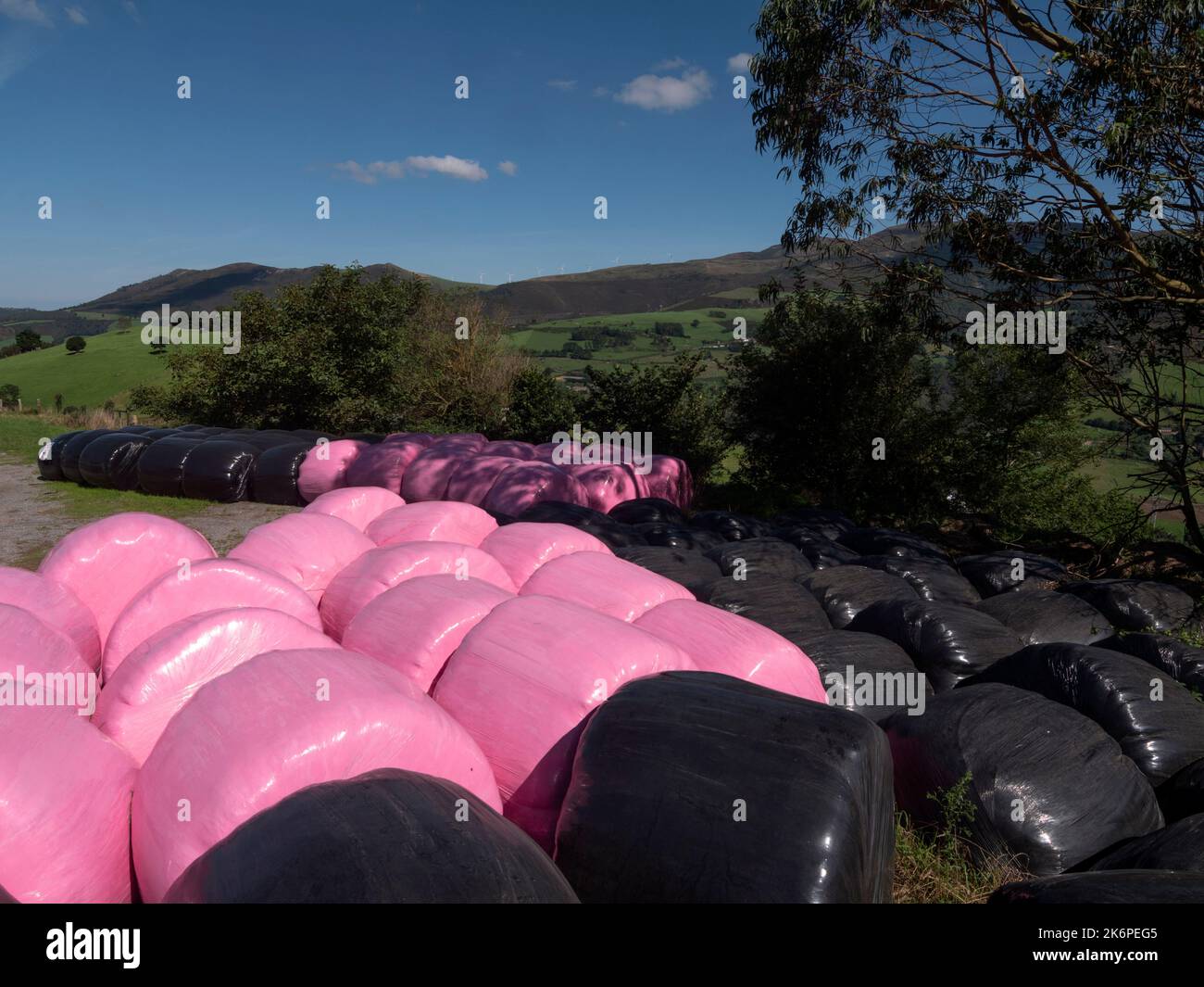 Black and pink bales of hay wraped in plastic and vivid green ...