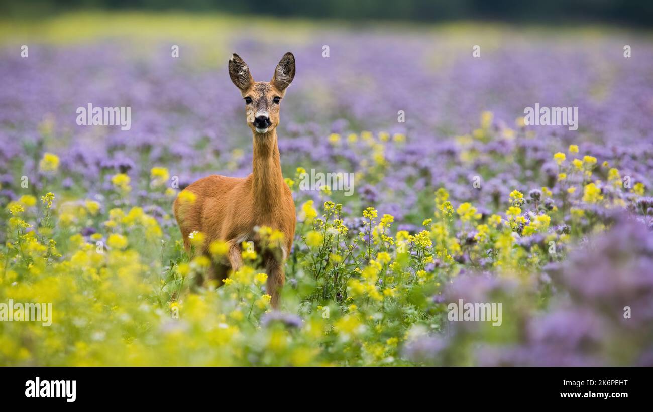 Roe deer standing in colorful wildflowers with copy space Stock Photo ...