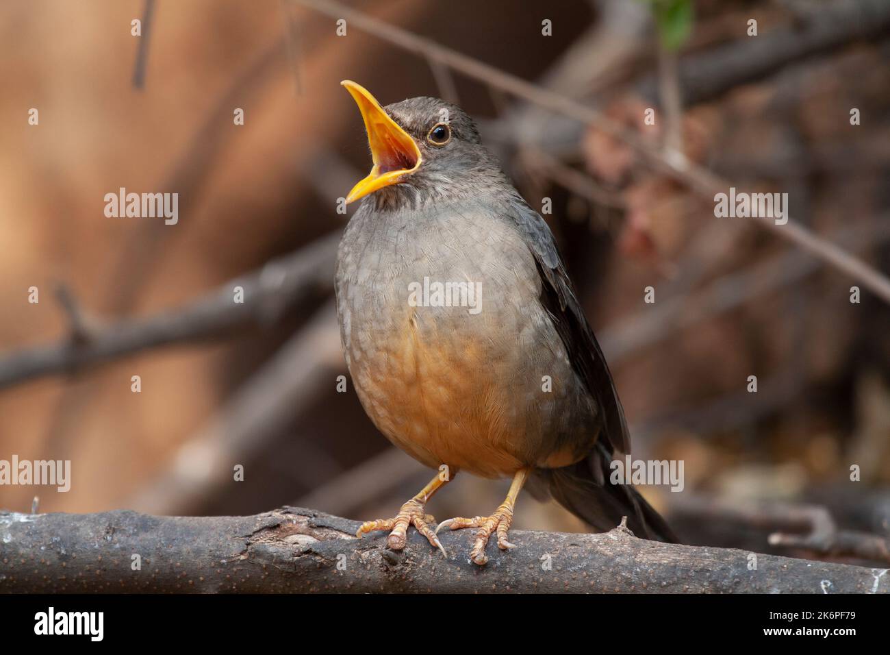 Smiths thrush hi-res stock photography and images - Alamy