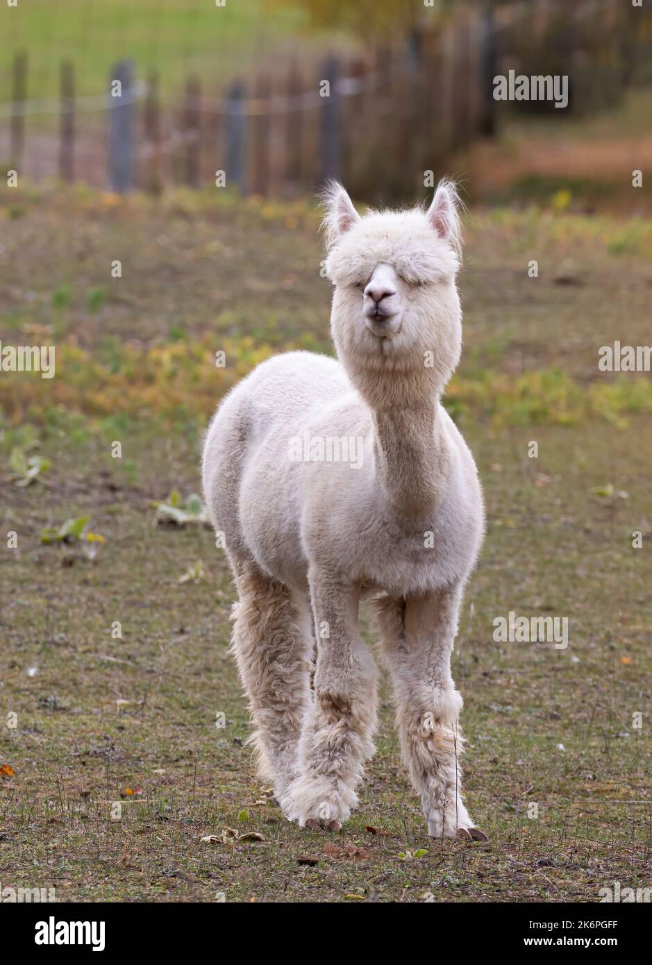 Alpacas grazing in a farm field near Renfrew, Canada Stock Photo - Alamy