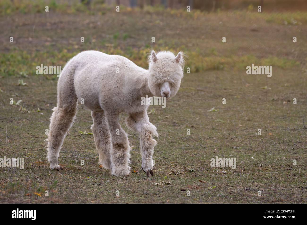 Alpacas in a field hi-res stock photography and images - Alamy
