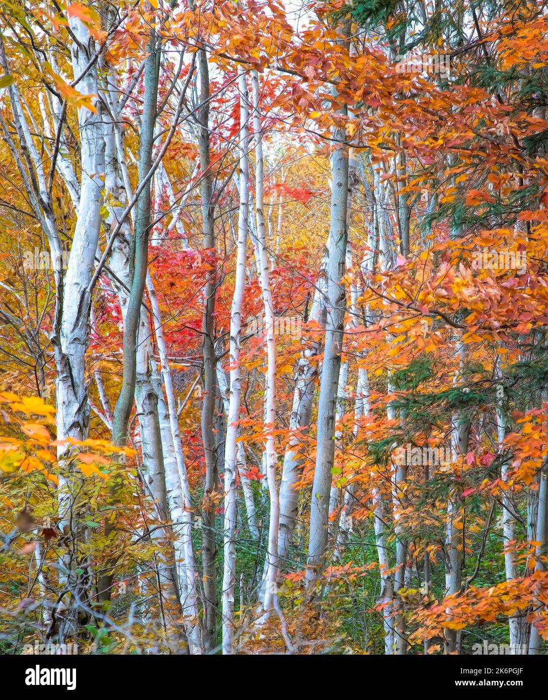 Autumn scene with birch trees in yellow autumn birch forest in October ... Autumn scene with birch trees in yellow autumn birch forest in October ...