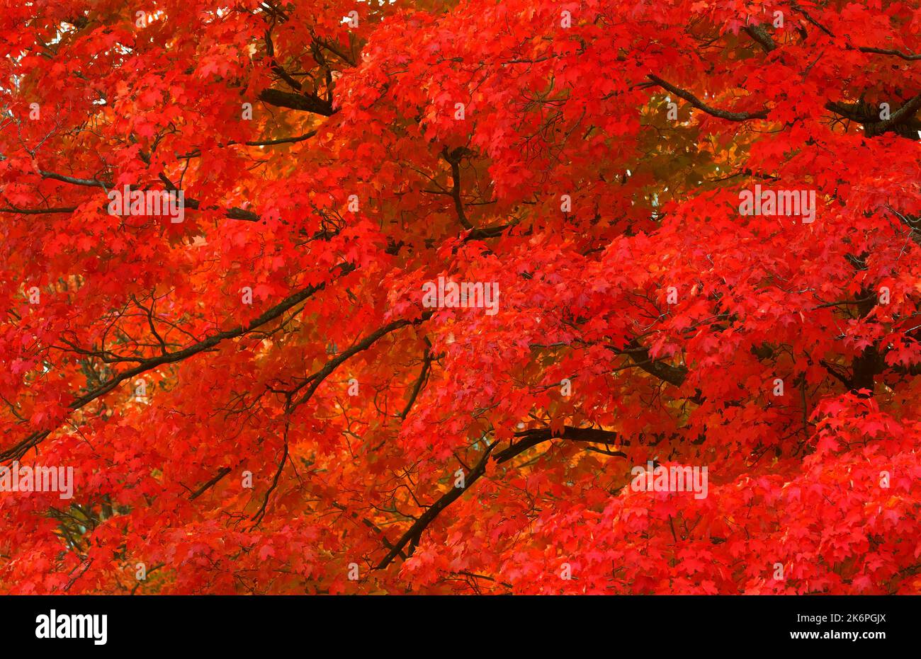 Red maple color hi-res stock photography and images - Alamy