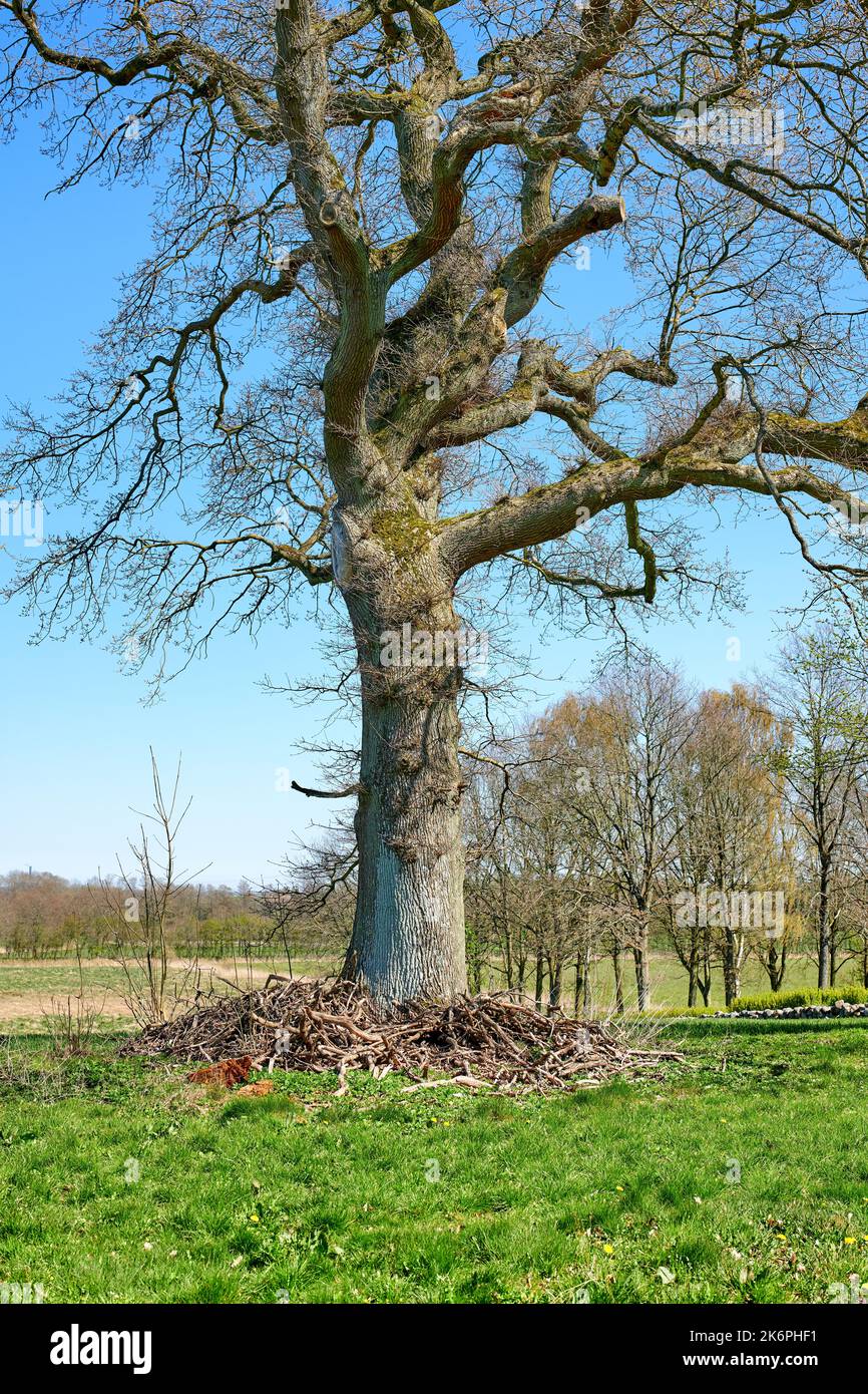 Trees of all types and seasons. A beautiful world of differences. Trees ...