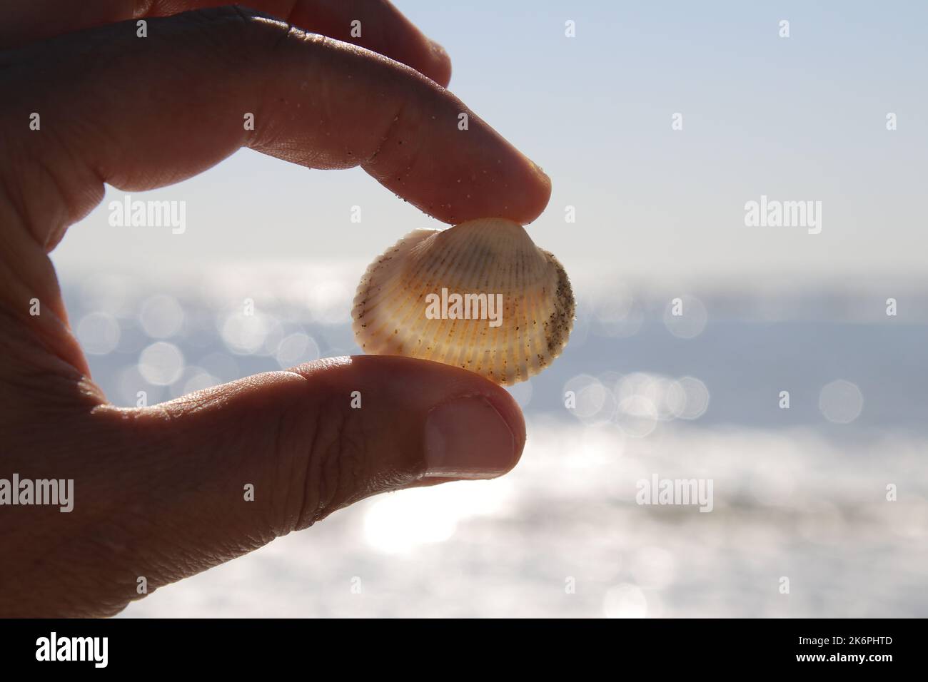 Hand held sea shell on the sea beach, backlight photo Stock Photo - Alamy