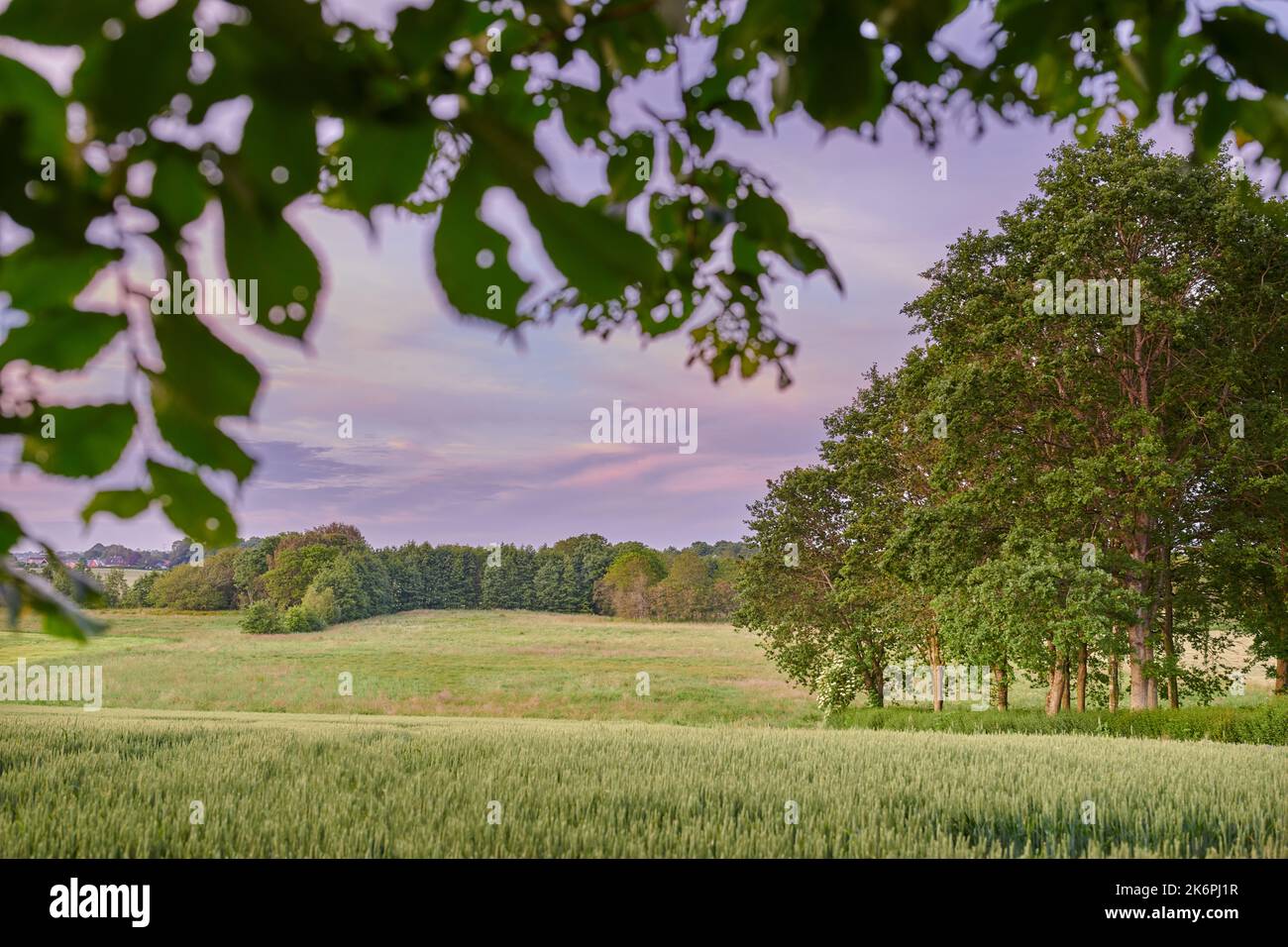 Trees of all types and seasons. A beautiful world of differences. Trees ...