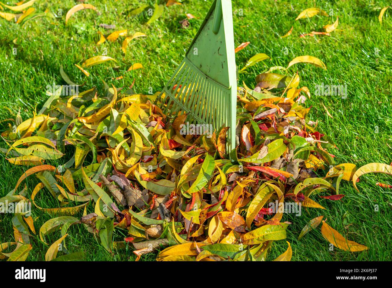 Collect garden waste in the fall Stock Photo - Alamy