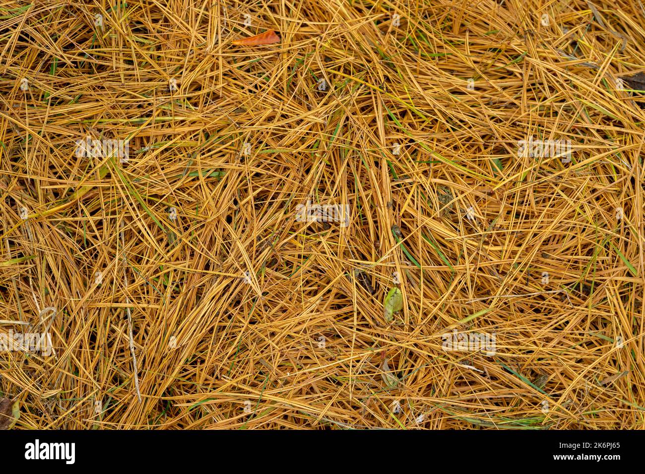Old pine needle texture background Stock Photo - Alamy