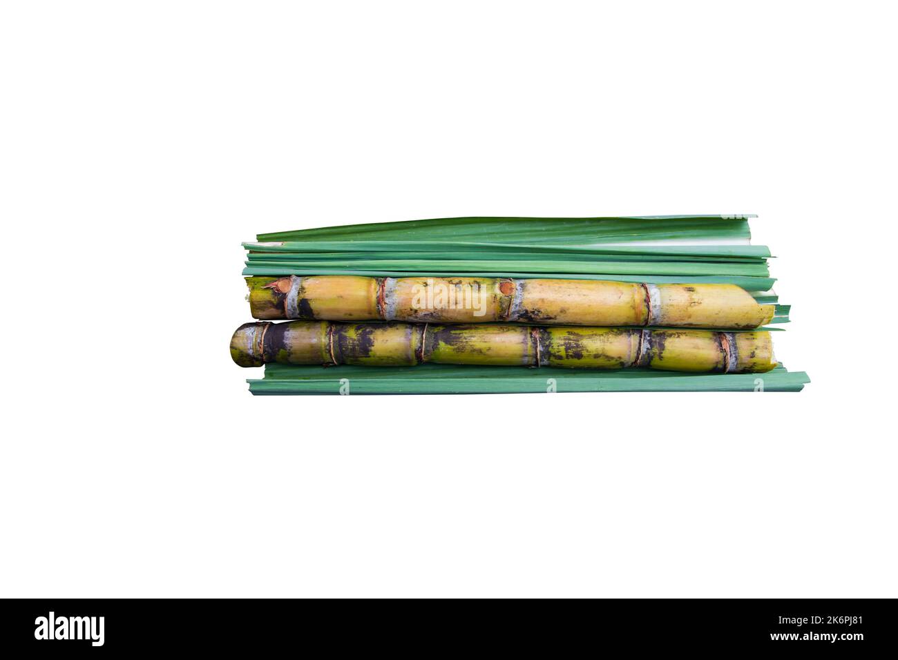 Fresh organic sugarcane with leaf isolated on white background Stock ...