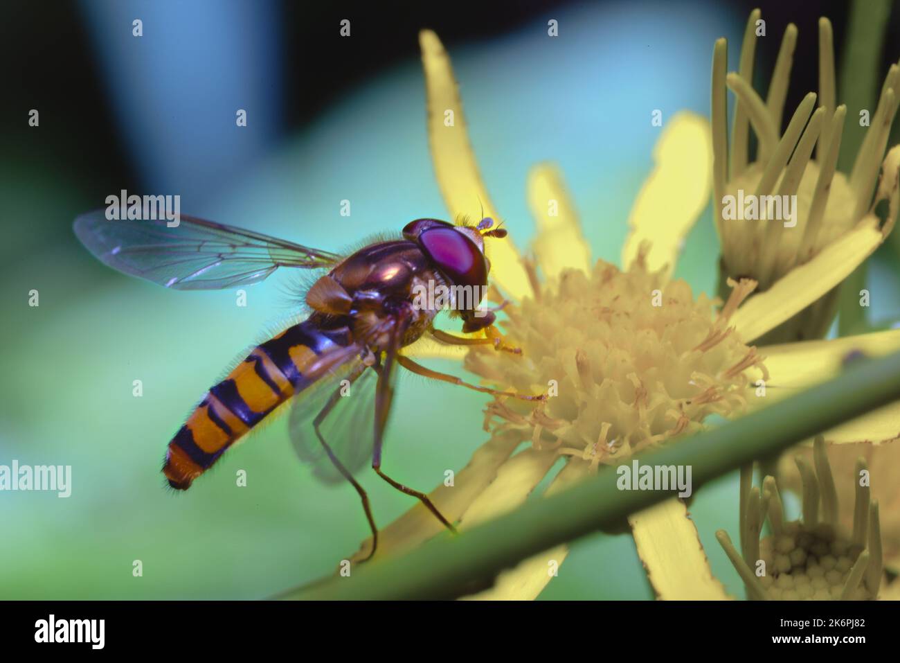 Flower ecosystem hi-res stock photography and images - Alamy