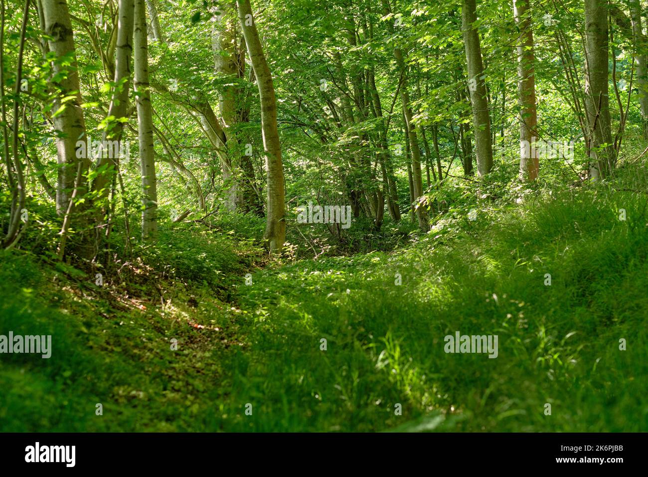Trees of all types and seasons. A beautiful world of differences. Trees ...