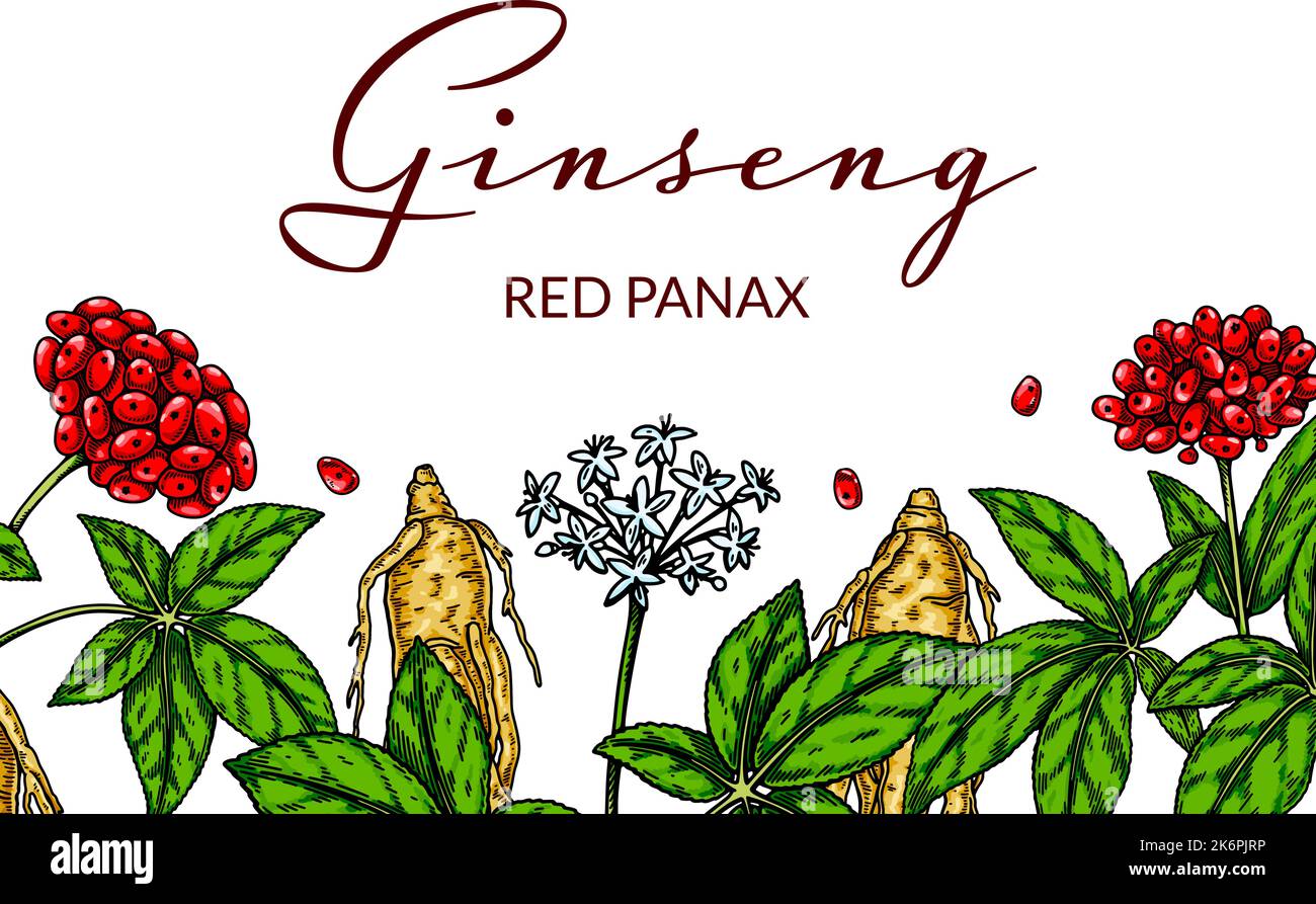Ginseng colorful horizontal design. Hand drawn botanical vector ...