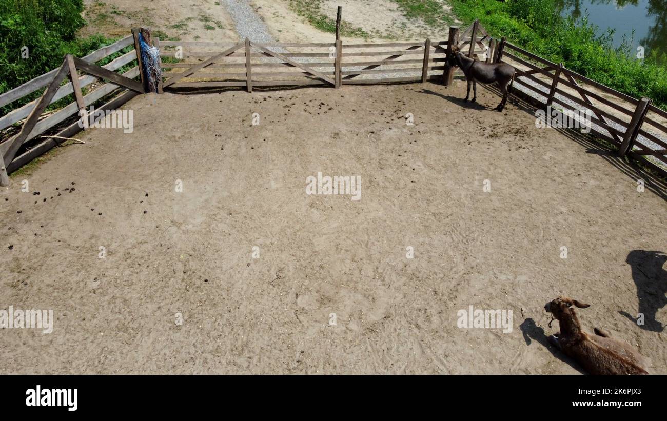 Donkey farm. Aerial drone view flight over many donkeys in corral on ...