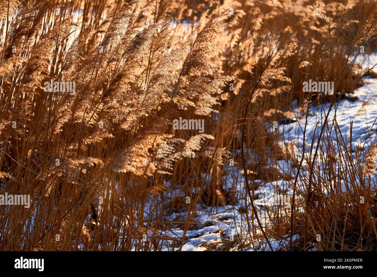 Dried sedge reeds bending under a strong winter wind Stock Photo - Alamy
