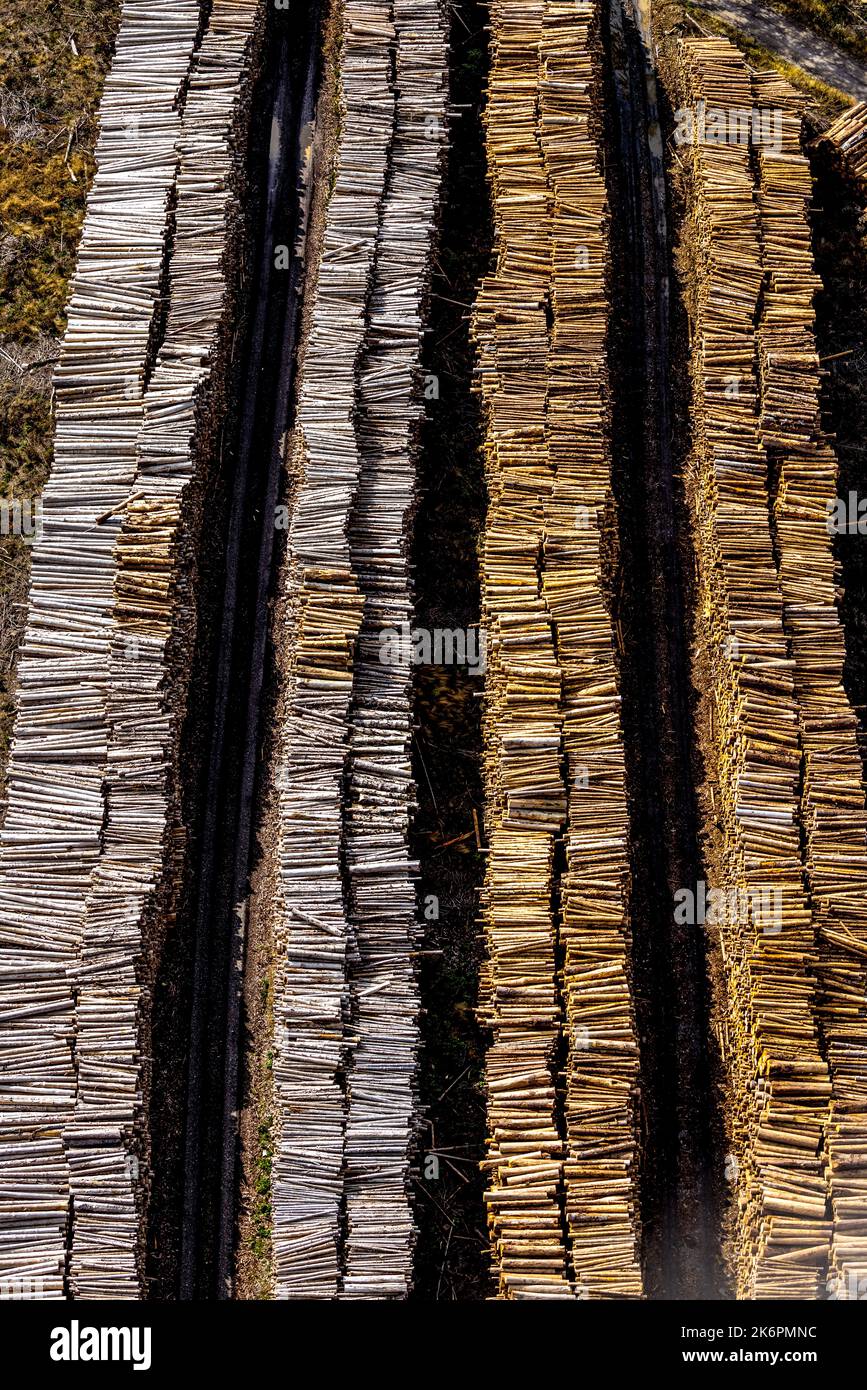 Aerial view, forest damage, forest dieback, wood piles, tree trunks ...