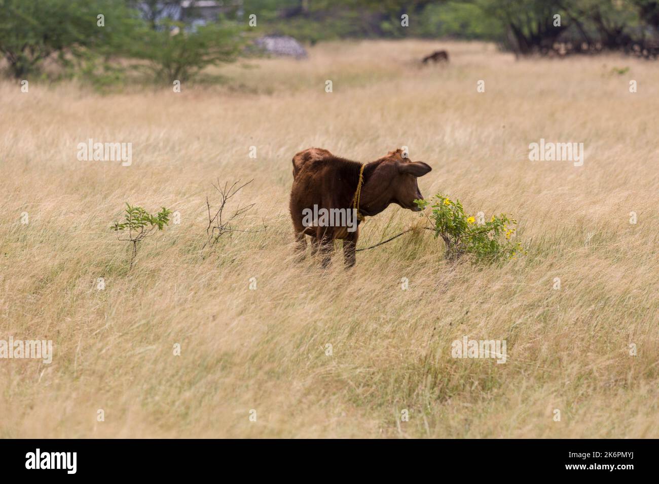 Tied calf hi-res stock photography and images - Alamy
