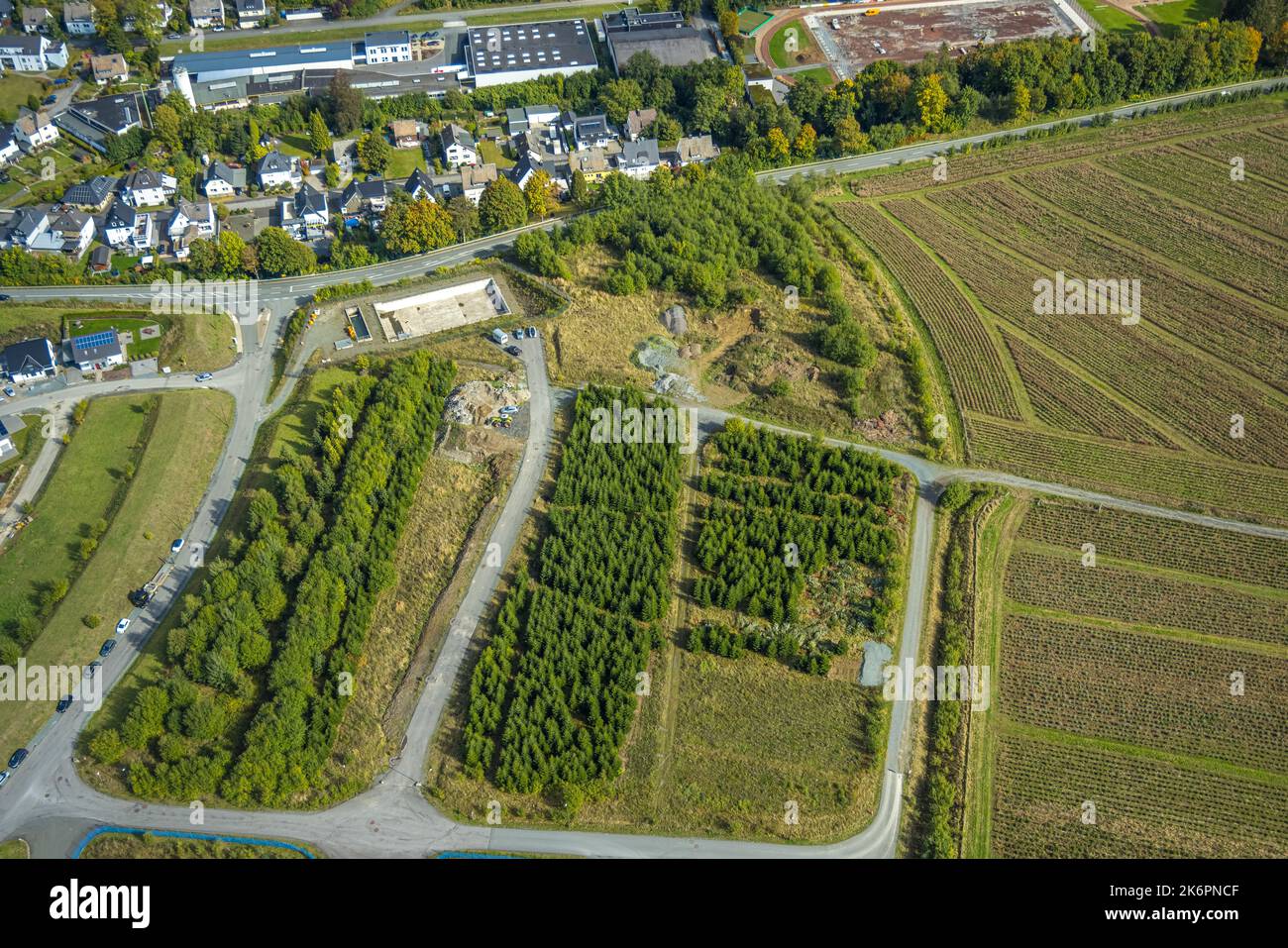 Aerial view, Christmas tree cultivation, Bestwig, Ruhr area, North ...