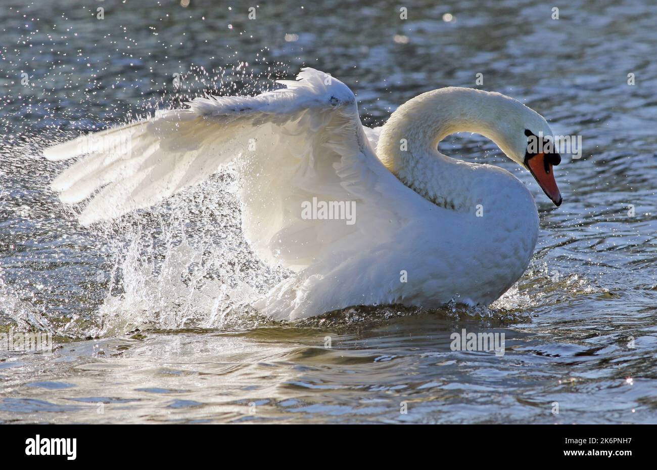 A Mute swan washing itself on the Great Ouse river ar Ely Country Park ...