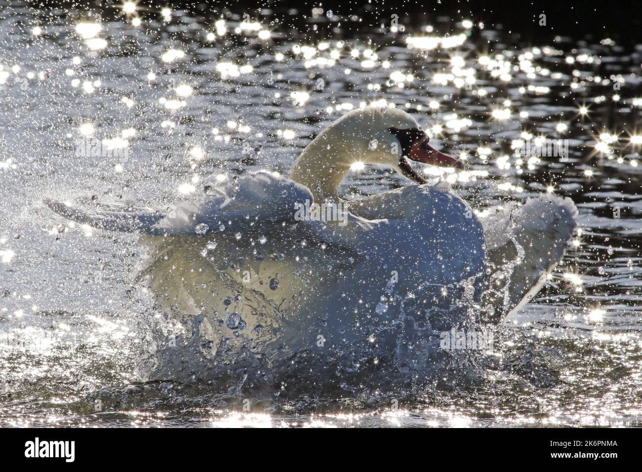 A Mute swan washing itself on the Great Ouse river ar Ely Country Park ...