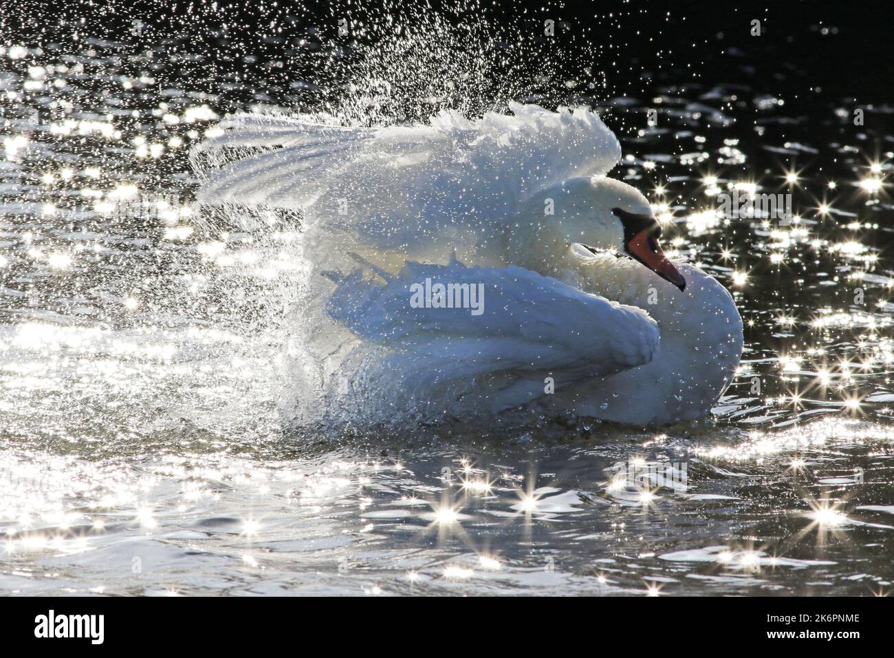 A Mute swan washing itself on the Great Ouse river ar Ely Country Park ...