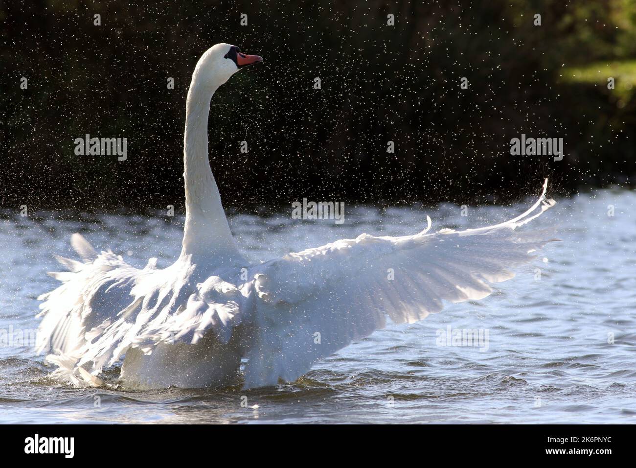 A Mute swan washing itself on the Great Ouse river ar Ely Country Park ...