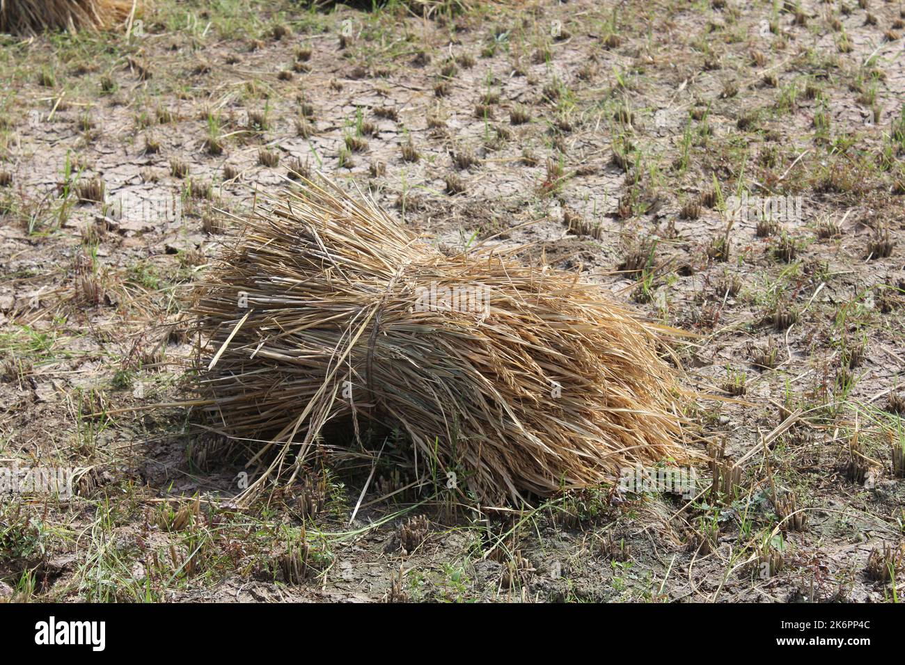Hayloft cartoon hi-res stock photography and images - Alamy