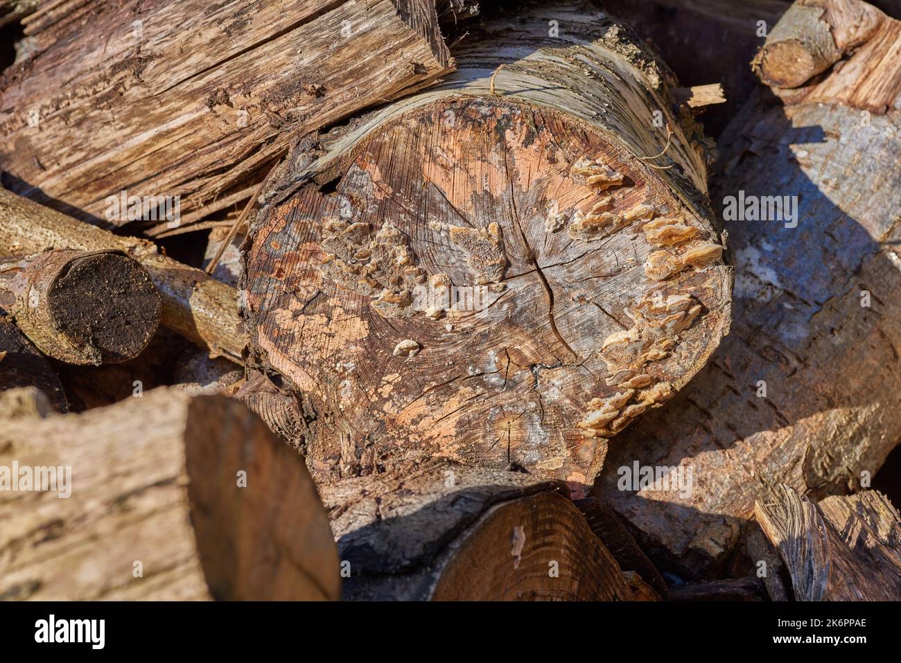 Preparation of firewood for the winter. Stacks of firewood in the ...
