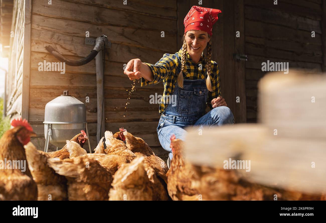 Happy chicken famer woman with bucket feeding chickens at the farmside ...